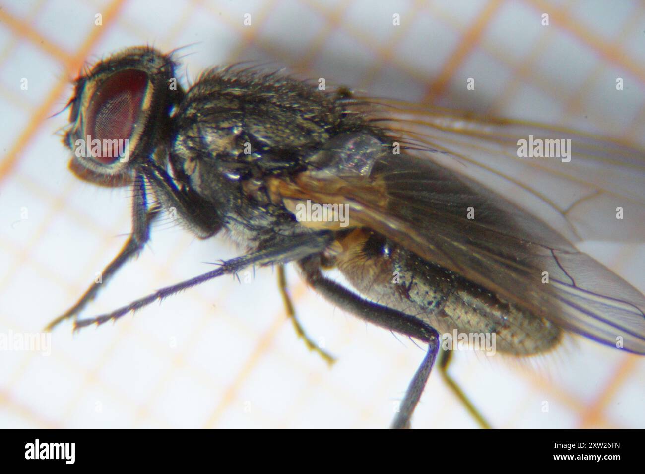 Common House Fly (Musca domestica) Insecta Stock Photo - Alamy