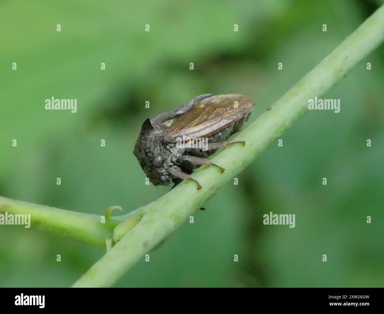 Horned Treehopper (Centrotus cornutus) Insecta Stock Photo - Alamy