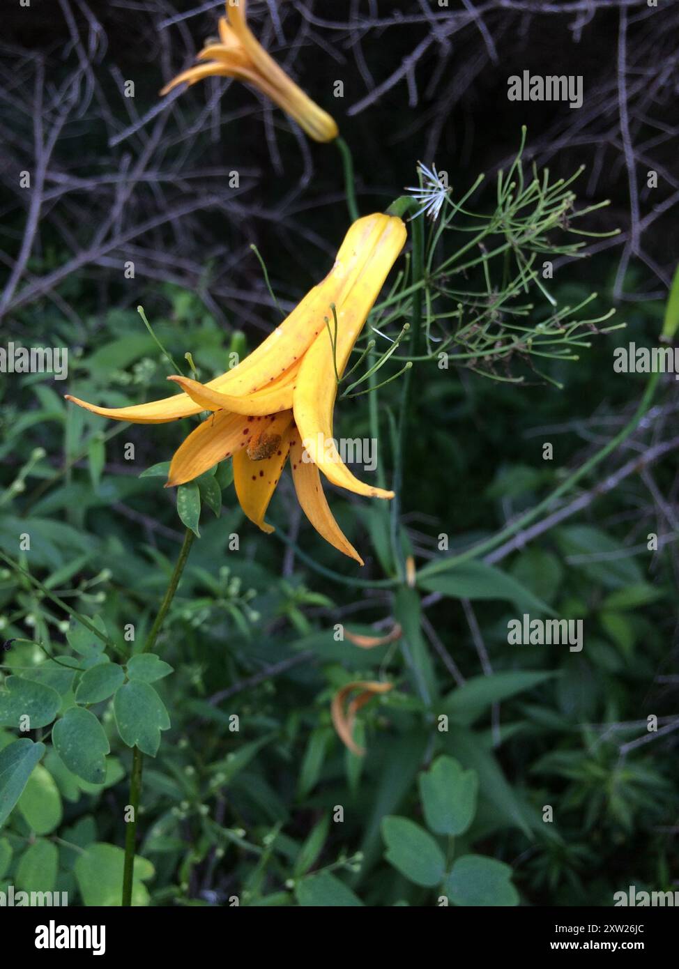 Canada lily (Lilium canadense) Plantae Stock Photo - Alamy