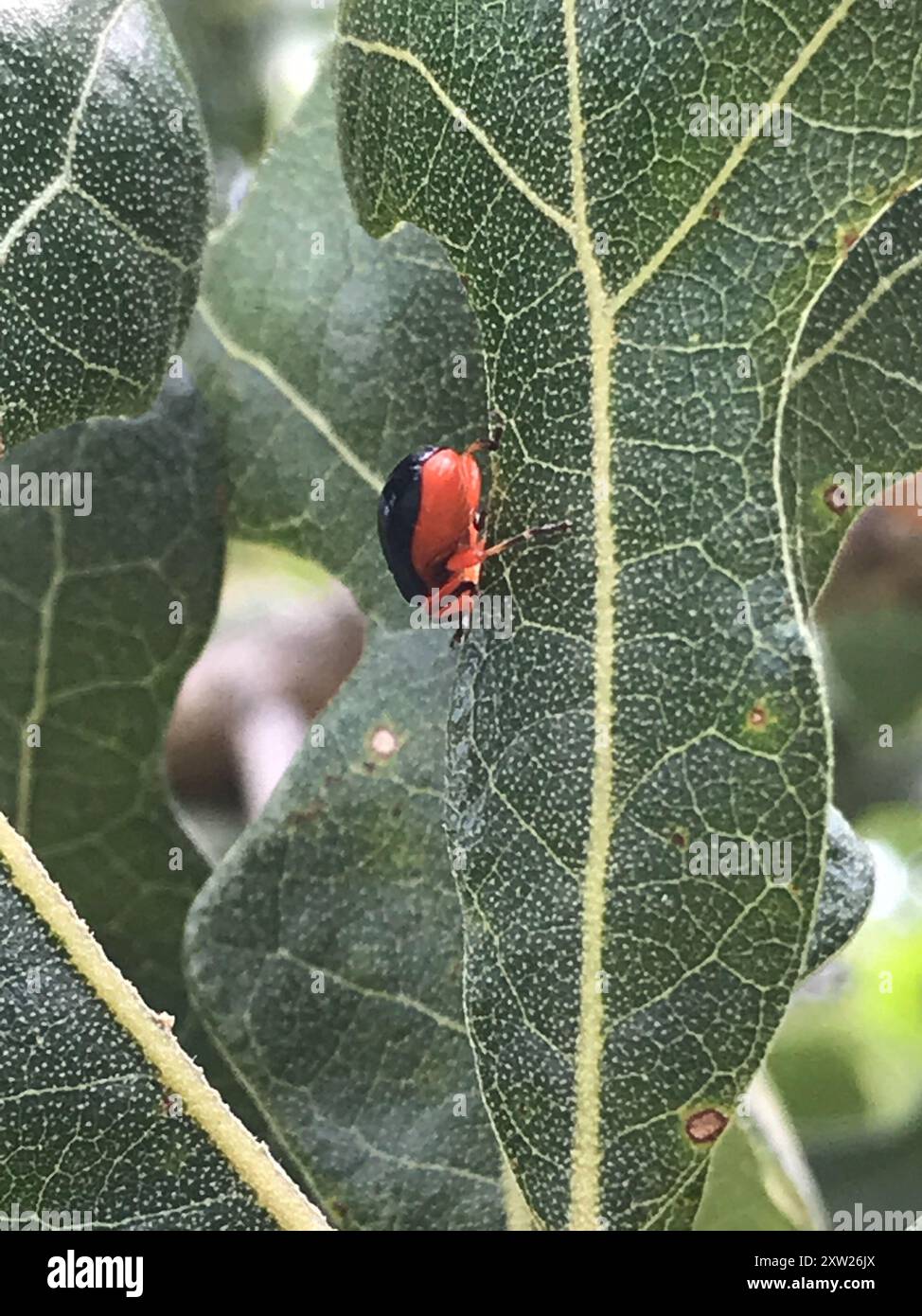 Shiny Flea Beetle (Asphaera lustrans) Insecta Stock Photo - Alamy