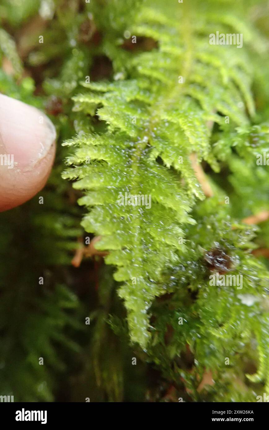 Oregon Beaked Moss (Kindbergia oregana) Plantae Stock Photo - Alamy