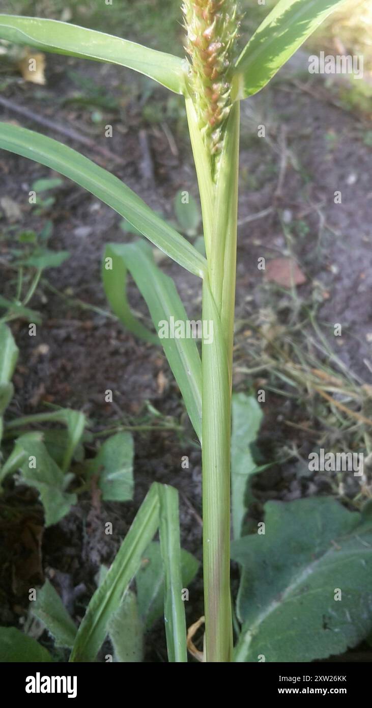 barnyardgrass (Echinochloa crus-galli) Plantae Stock Photo - Alamy