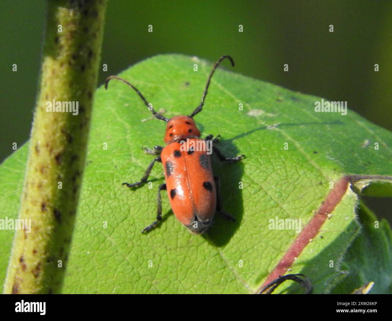 Red Milkweed Beetle (Tetraopes tetrophthalmus) Insecta Stock Photo - Alamy