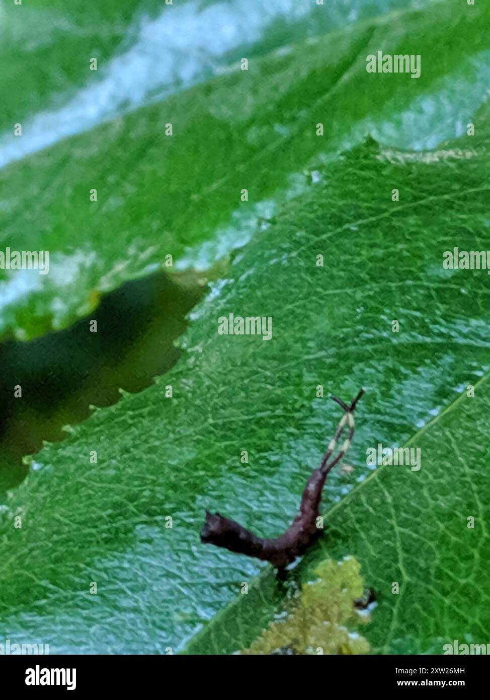White Furcula Moth (Furcula borealis) Insecta Stock Photo - Alamy