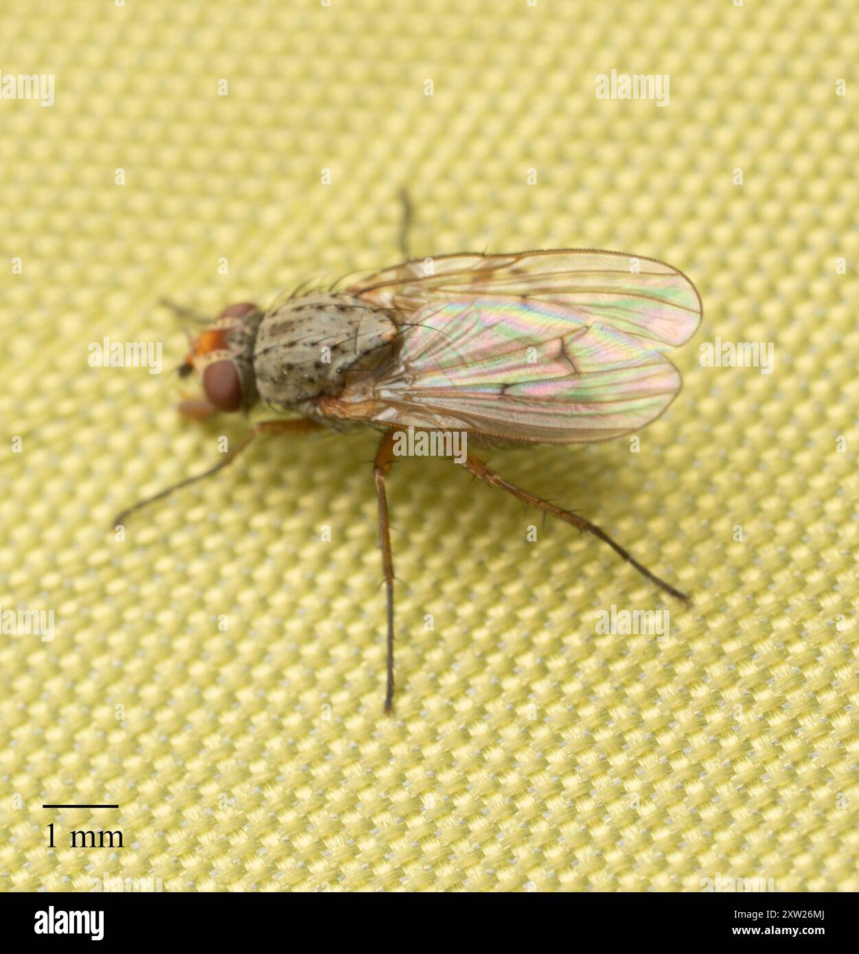 Root-maggot Flies (Anthomyiidae) Insecta Stock Photo - Alamy