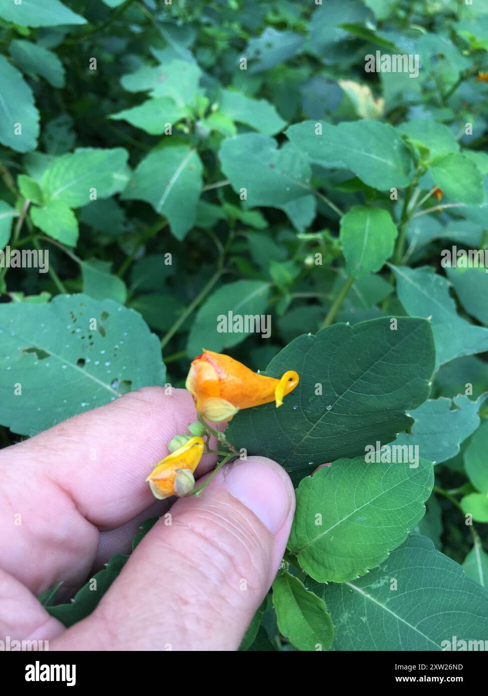 common jewelweed (Impatiens capensis) Plantae Stock Photo - Alamy