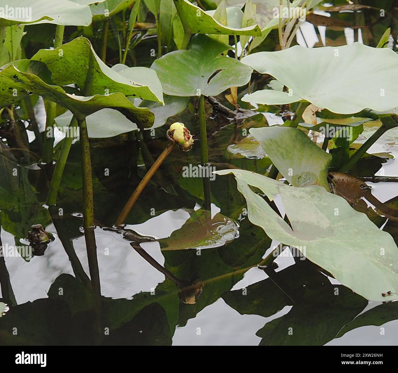 spatterdock (Nuphar advena) Plantae Stock Photo - Alamy