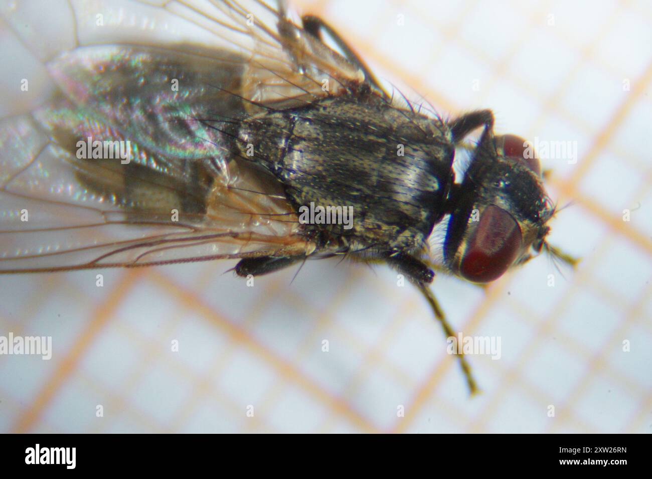 Common House Fly (Musca domestica) Insecta Stock Photo - Alamy