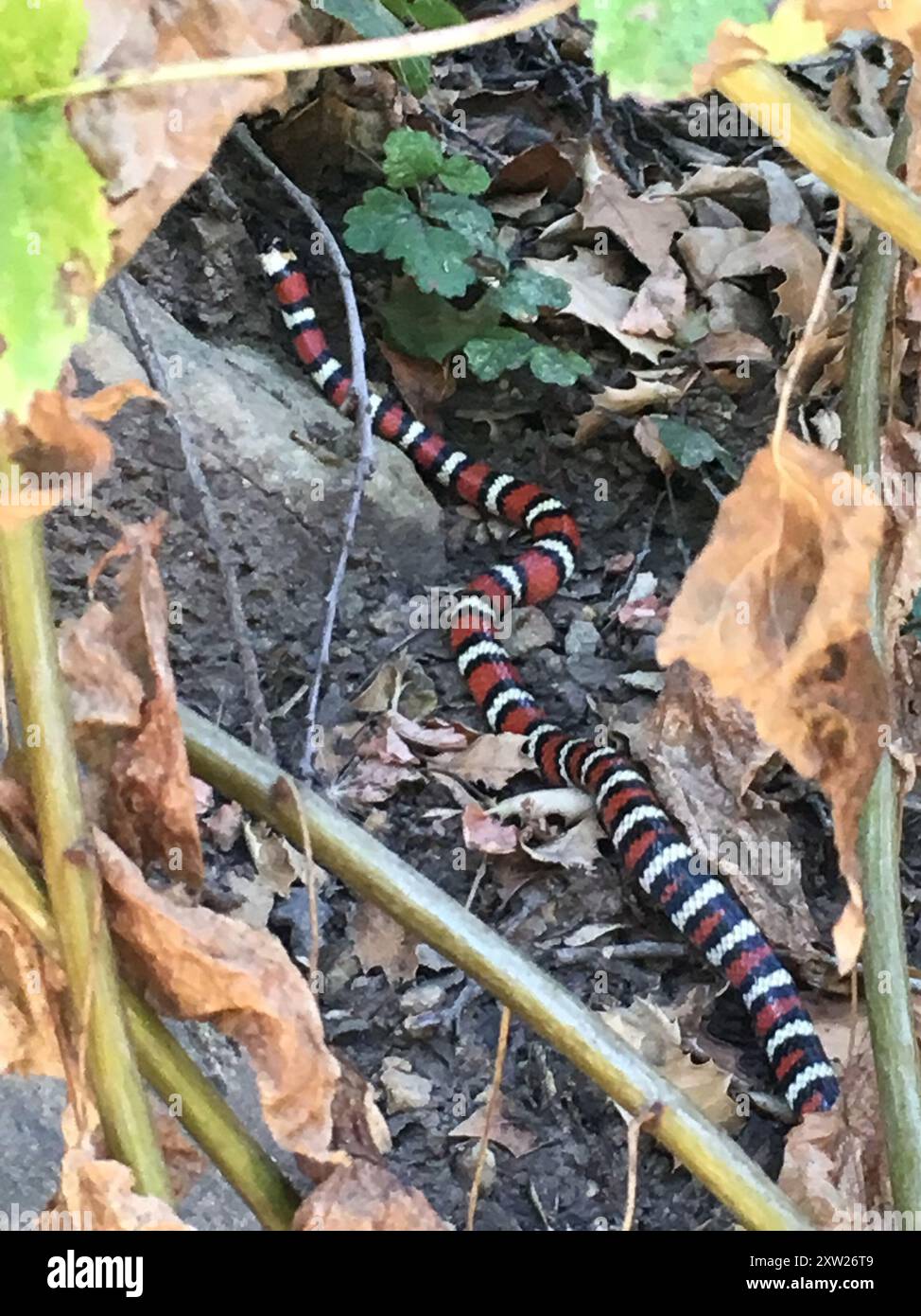 Coast Mountain Kingsnake (Lampropeltis multifasciata) Reptilia Stock ...