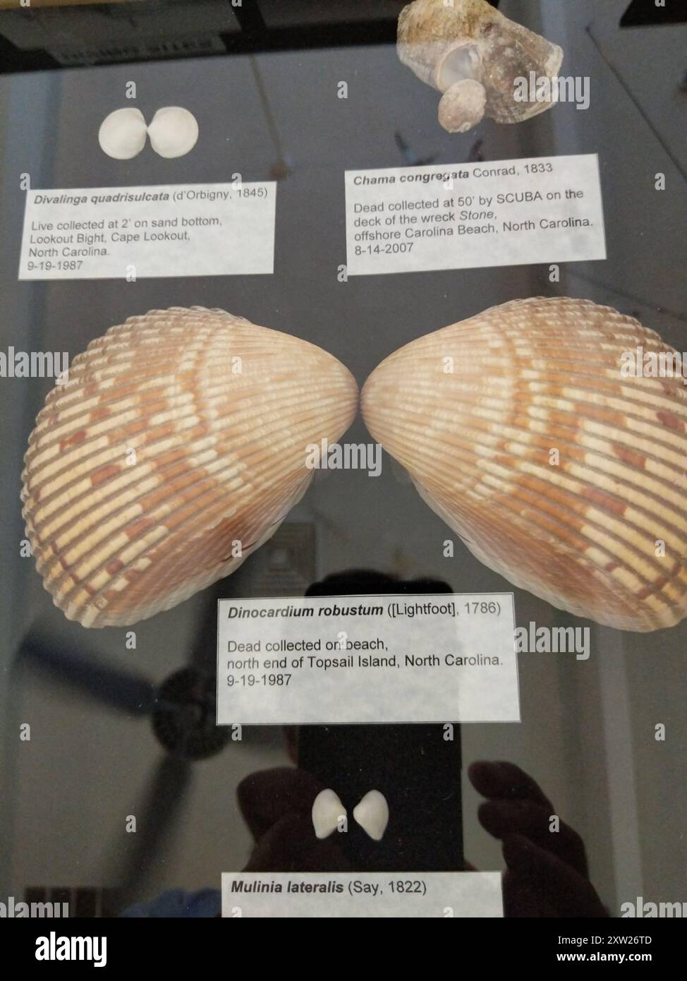 Giant Atlantic Cockle (Dinocardium robustum) Mollusca Stock Photo - Alamy