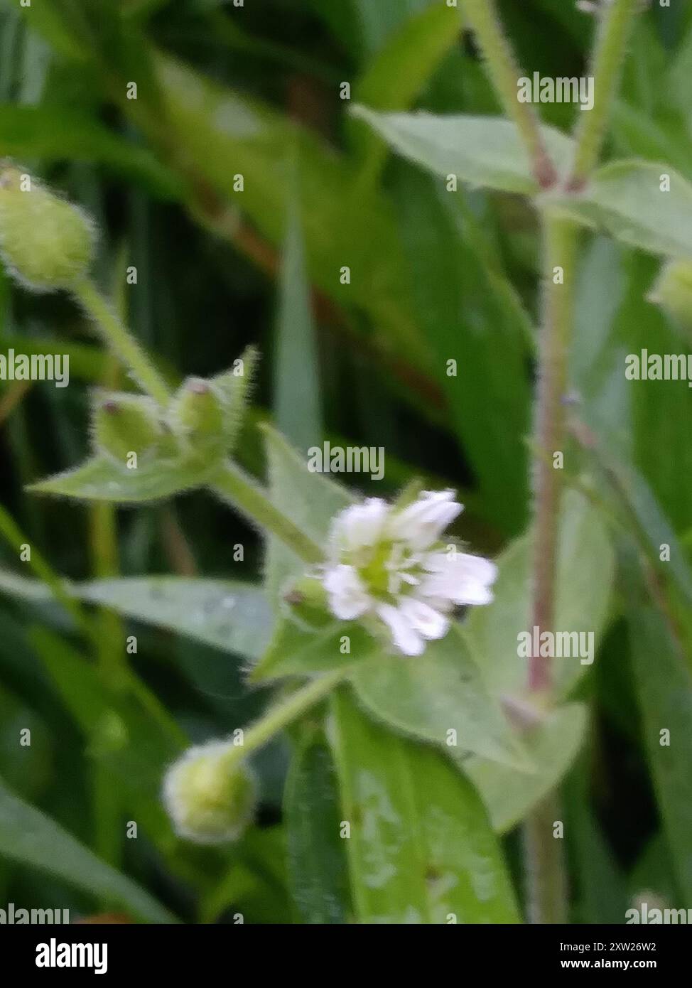 Water Chickweed (Stellaria aquatica) Plantae Stock Photo - Alamy