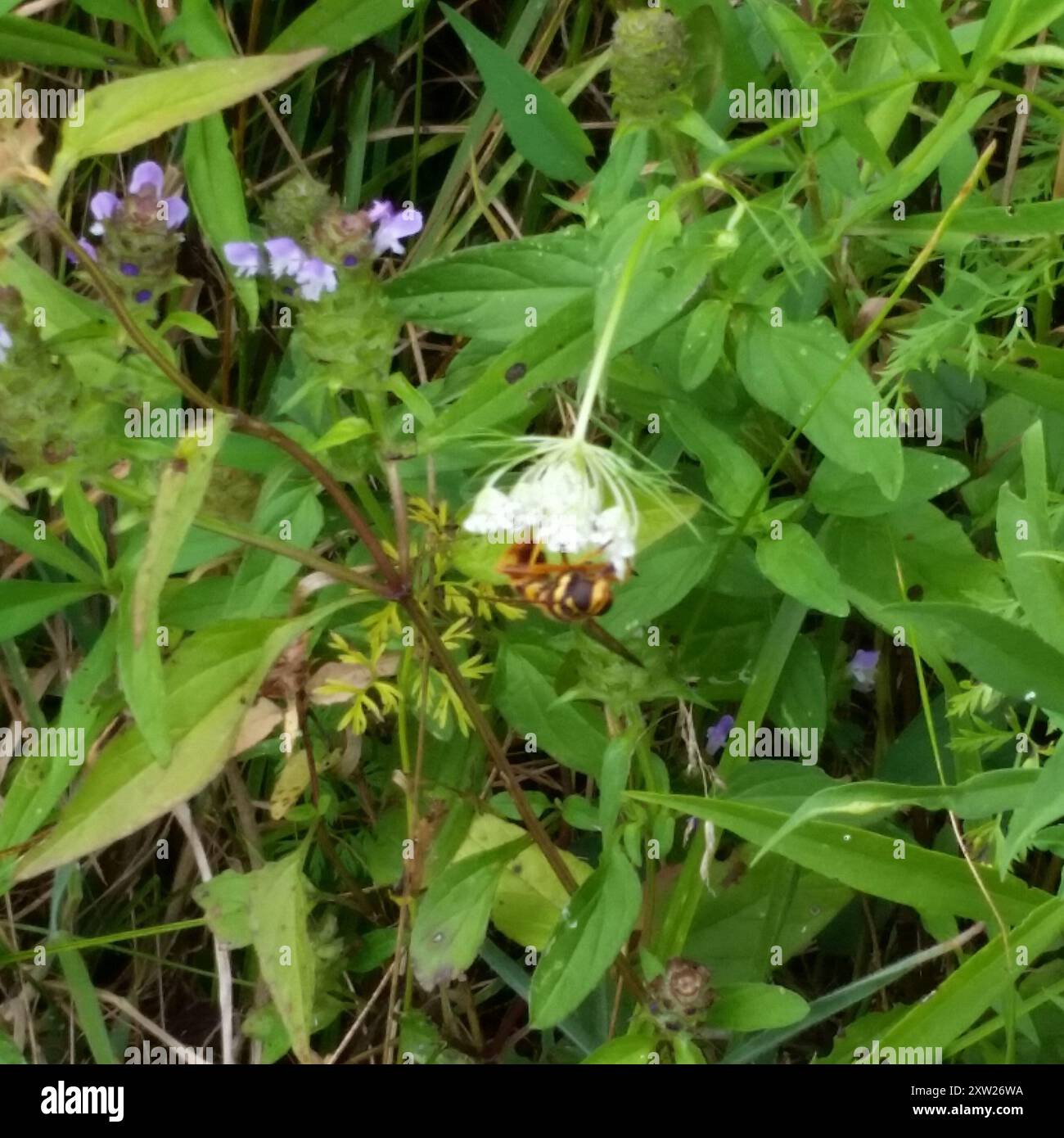 Virginia Giant Hover Fly (Milesia virginiensis) Insecta Stock Photo - Alamy