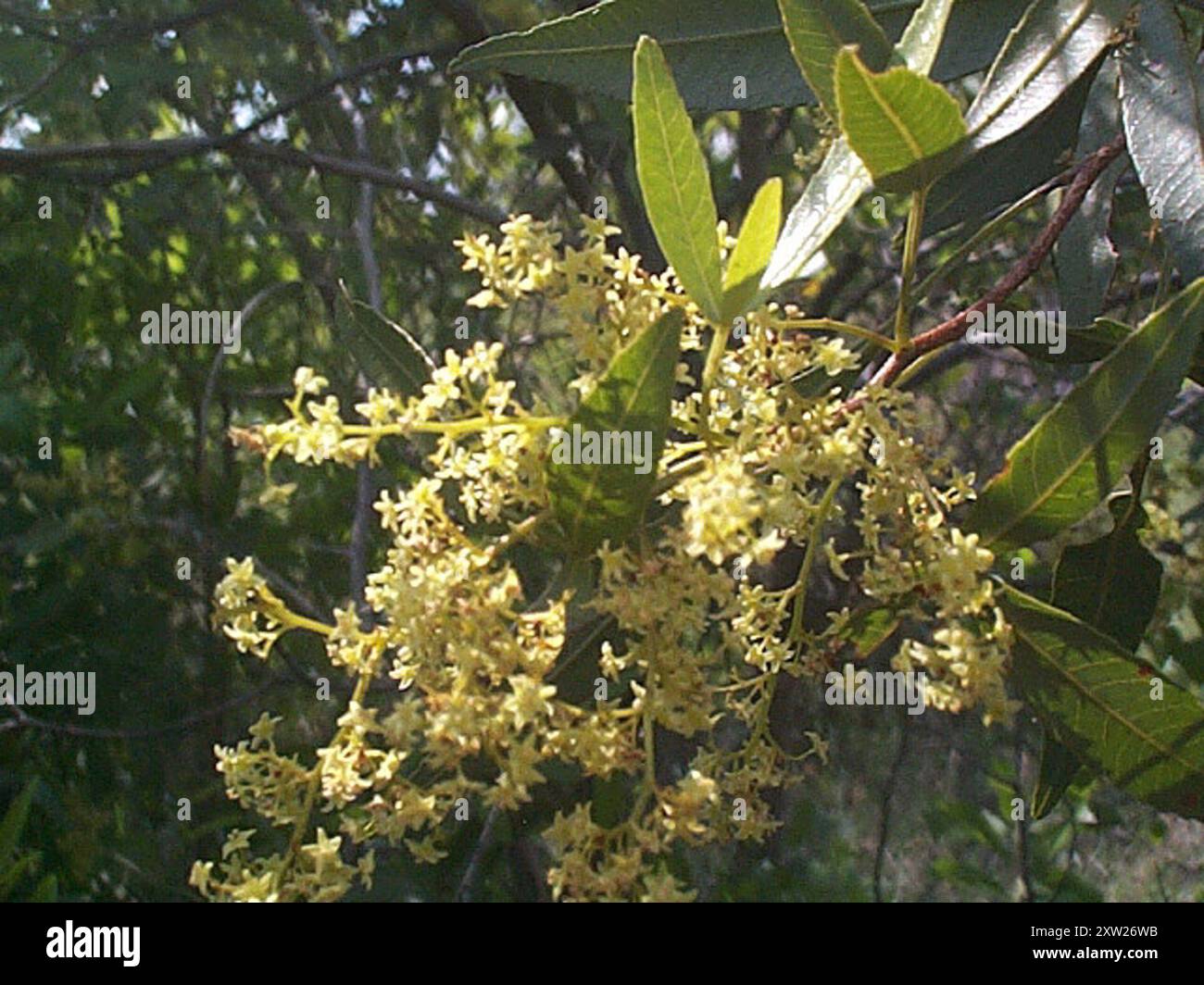 Mountain Karree (Searsia leptodictya) Plantae Stock Photo - Alamy
