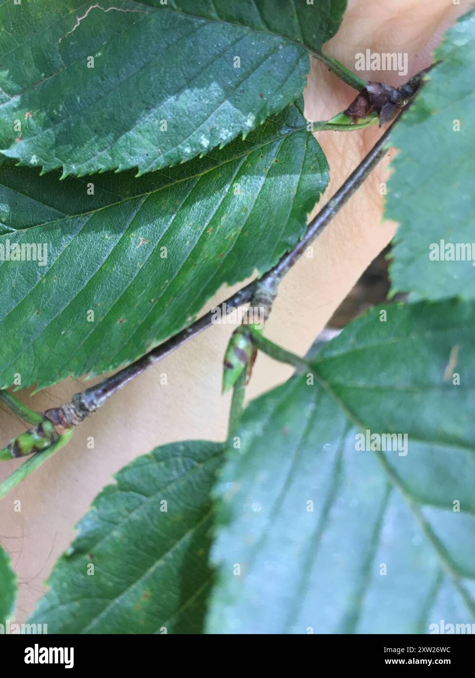 yellow birch (Betula alleghaniensis) Plantae Stock Photo - Alamy