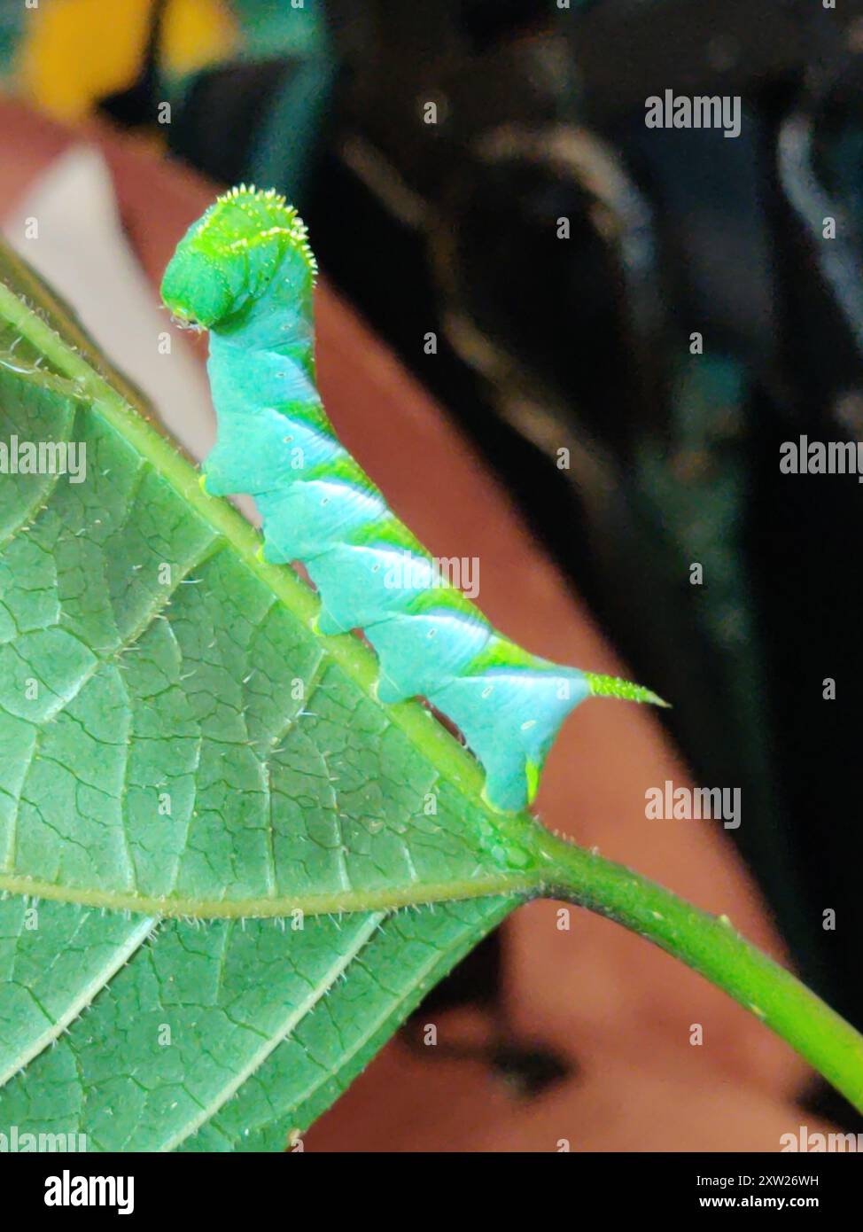 Rustic Sphinx (Manduca rustica) Insecta Stock Photo - Alamy