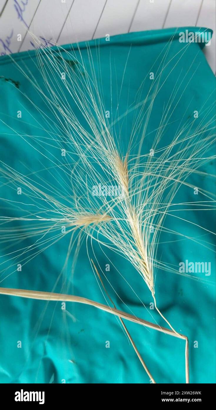 Foxtail Barley (Hordeum jubatum) Plantae Stock Photo - Alamy