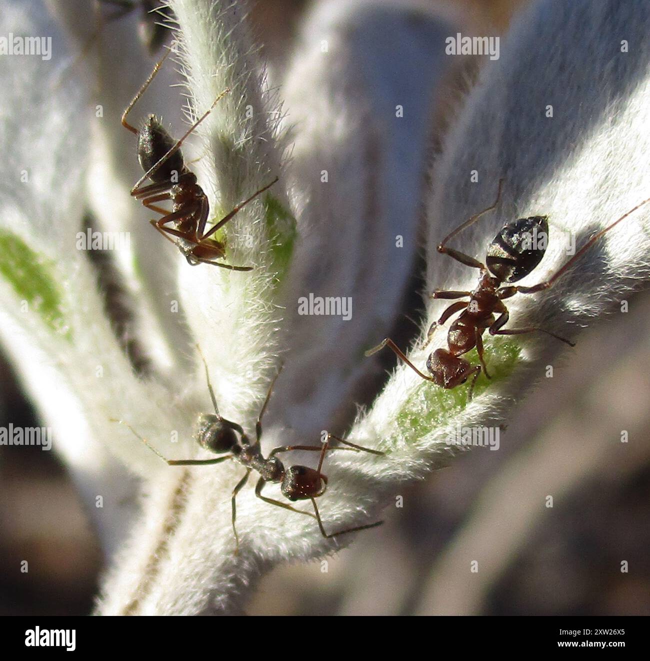 Large Pugnacious Ant (Anoplolepis custodiens) Insecta Stock Photo - Alamy