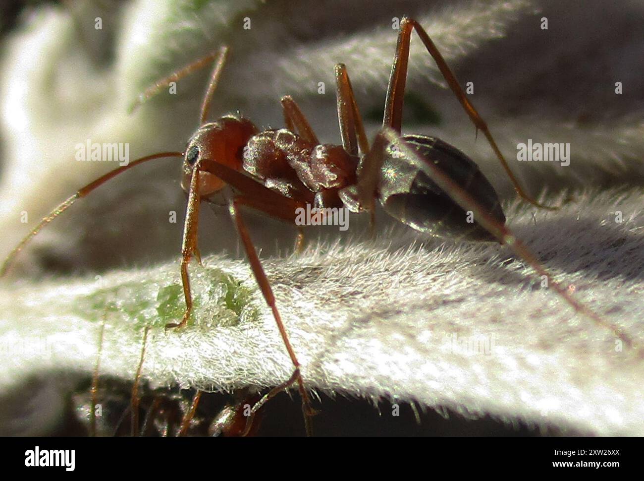 Large Pugnacious Ant (Anoplolepis custodiens) Insecta Stock Photo - Alamy