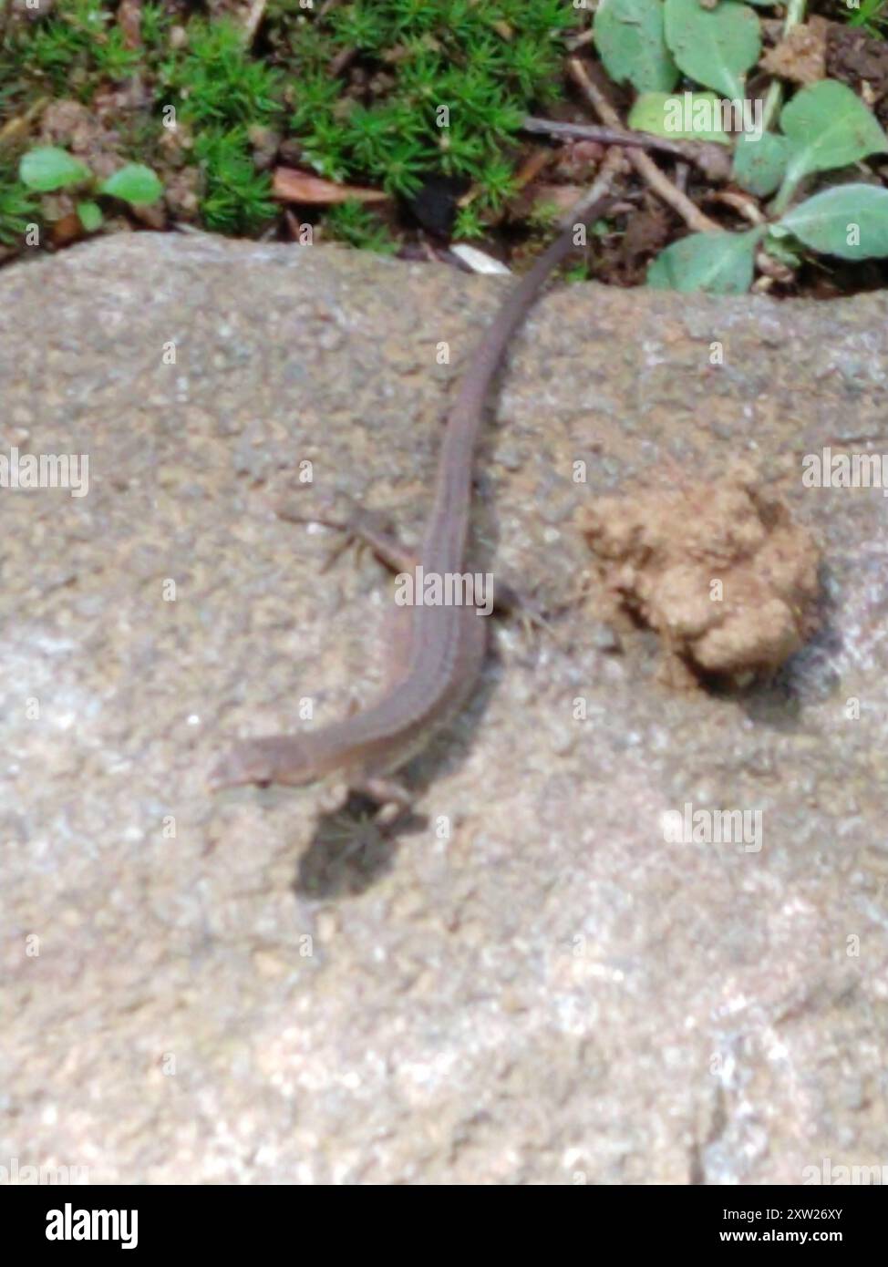 Japanese Grass Lizard (Takydromus tachydromoides) Reptilia Stock Photo ...