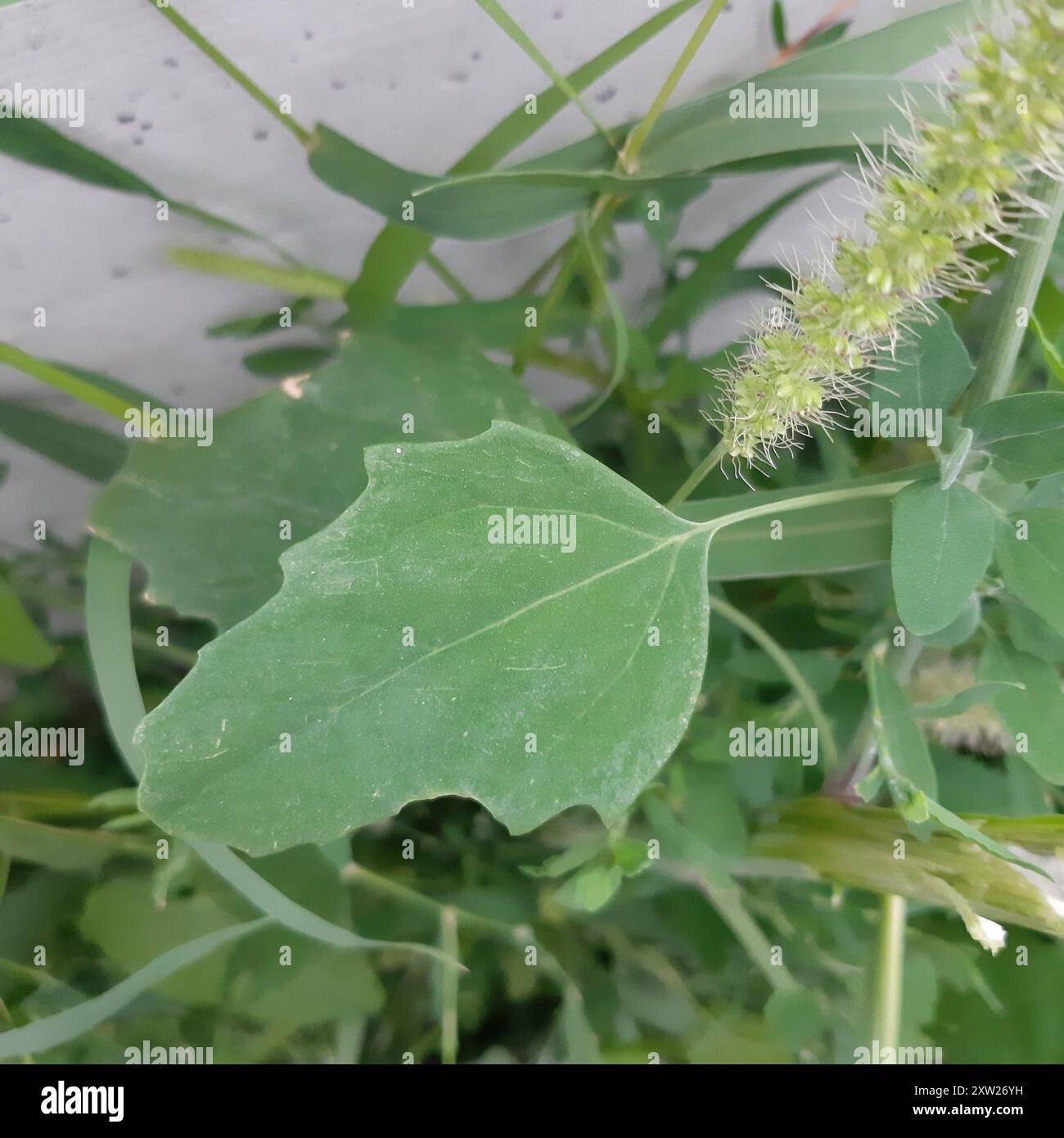 Common Lambsquarters (Chenopodium album) Plantae Stock Photo - Alamy