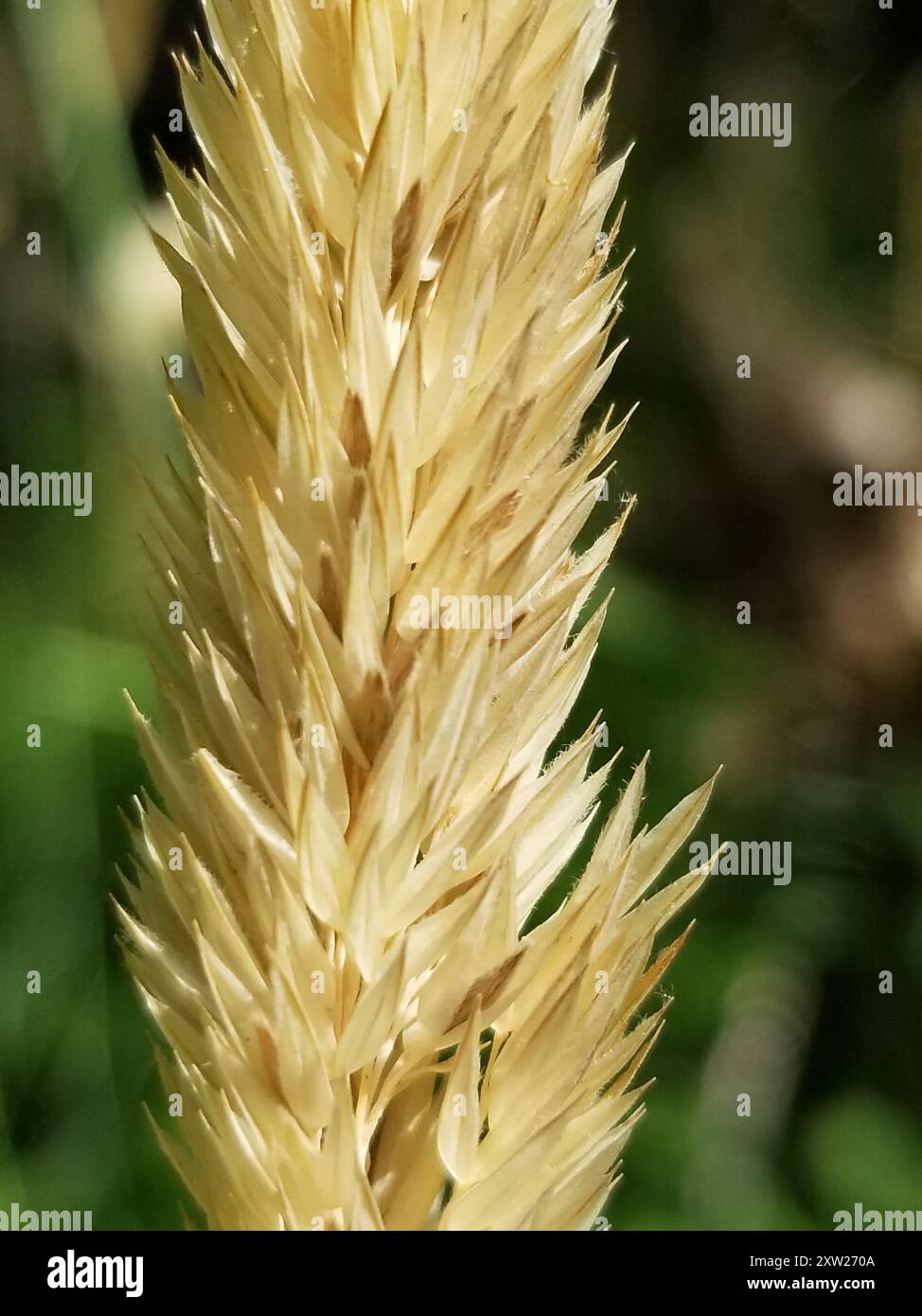 harding grass (Phalaris aquatica) Plantae Stock Photo - Alamy