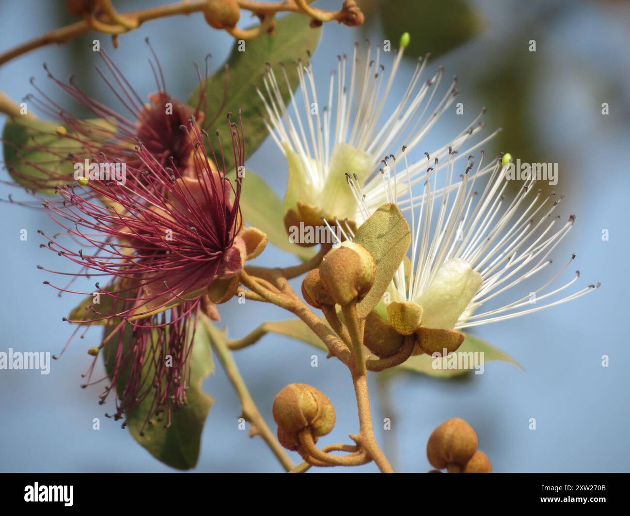 Indian caper (Capparis zeylanica) Plantae Stock Photo - Alamy