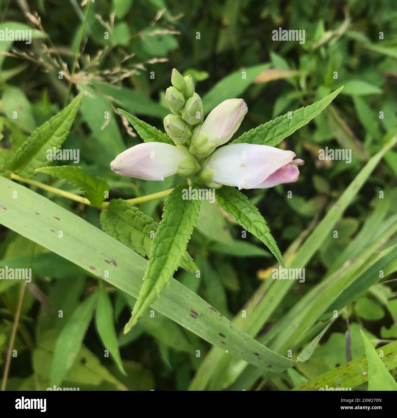 white turtlehead (Chelone glabra) Plantae Stock Photo - Alamy