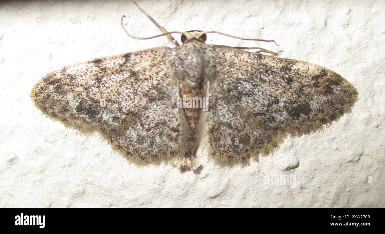 Geometer Moths (Geometridae) Insecta Stock Photo - Alamy