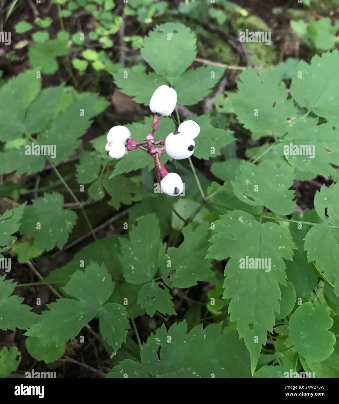 white baneberry (Actaea pachypoda) Plantae Stock Photo - Alamy