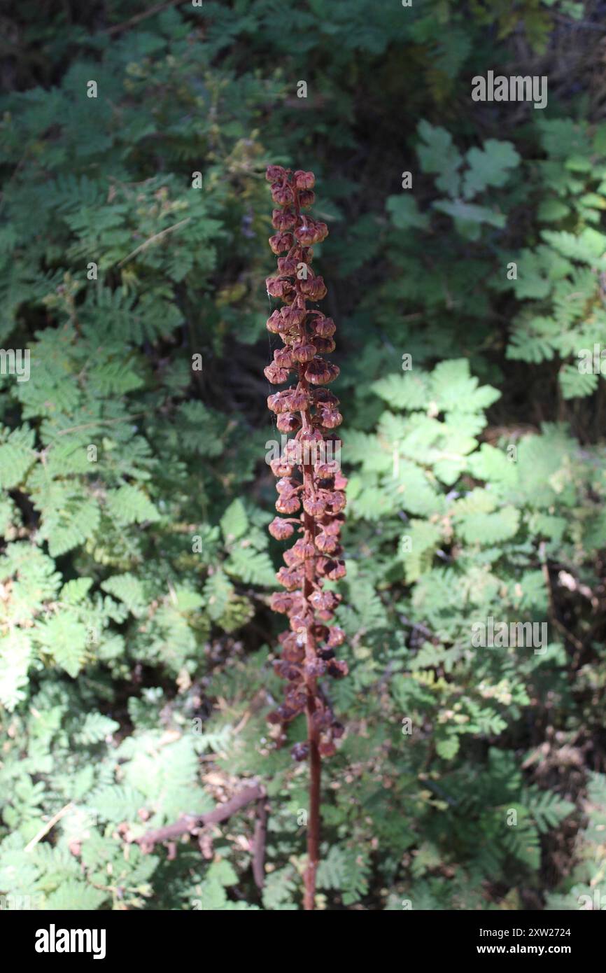 woodland pinedrops (Pterospora andromedea) Plantae Stock Photo - Alamy