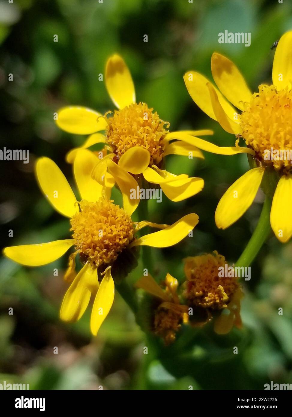 Arrowleaf Senecio (Senecio triangularis) Plantae Stock Photo - Alamy