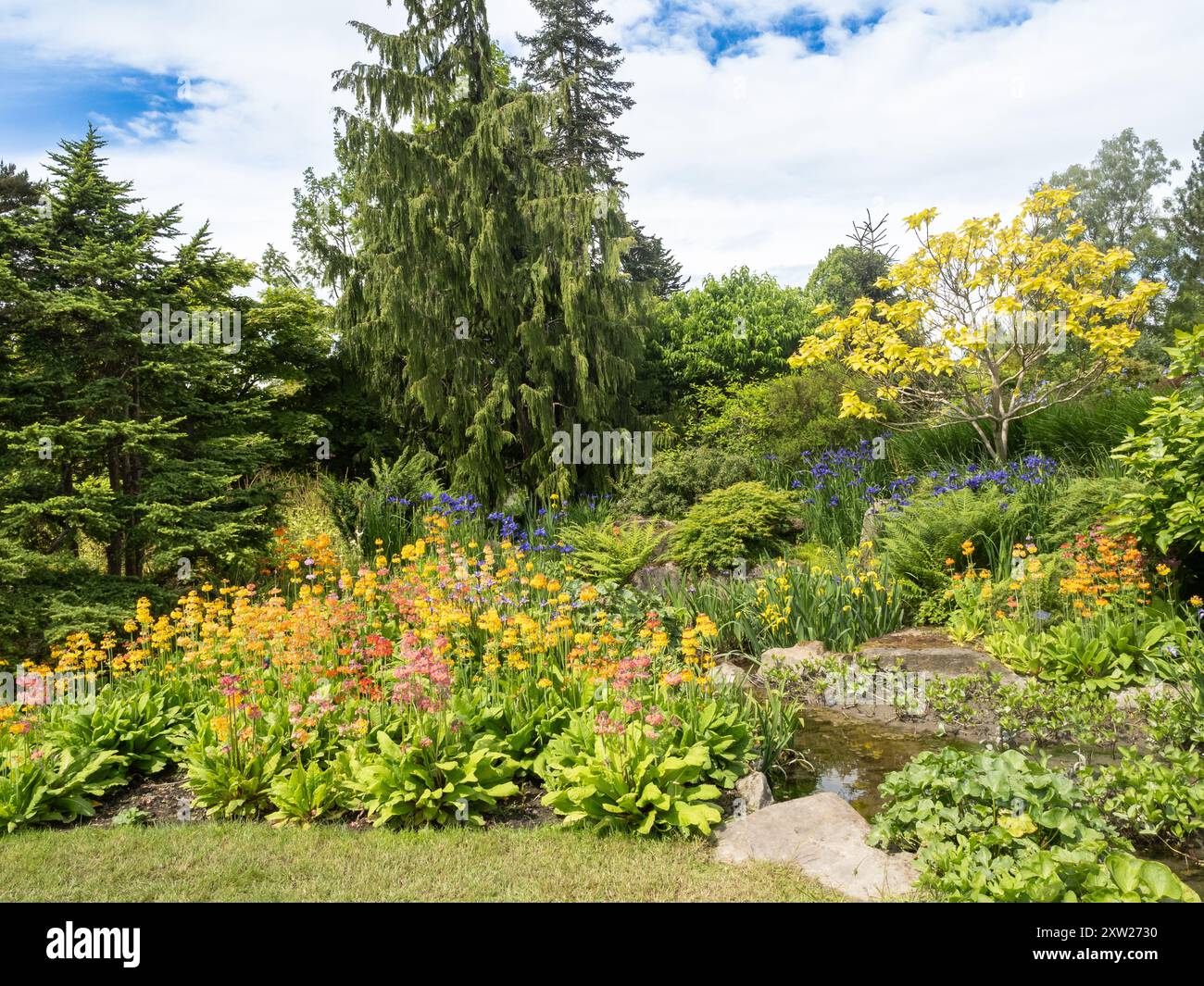 Primula candelabra hybrid hi-res stock photography and images - Alamy
