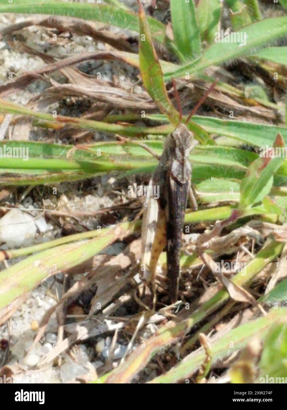 Green-striped Grasshopper (Chortophaga viridifasciata) Insecta Stock ...