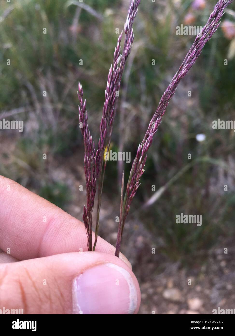 bent grass (Agrostis) Plantae Stock Photo - Alamy