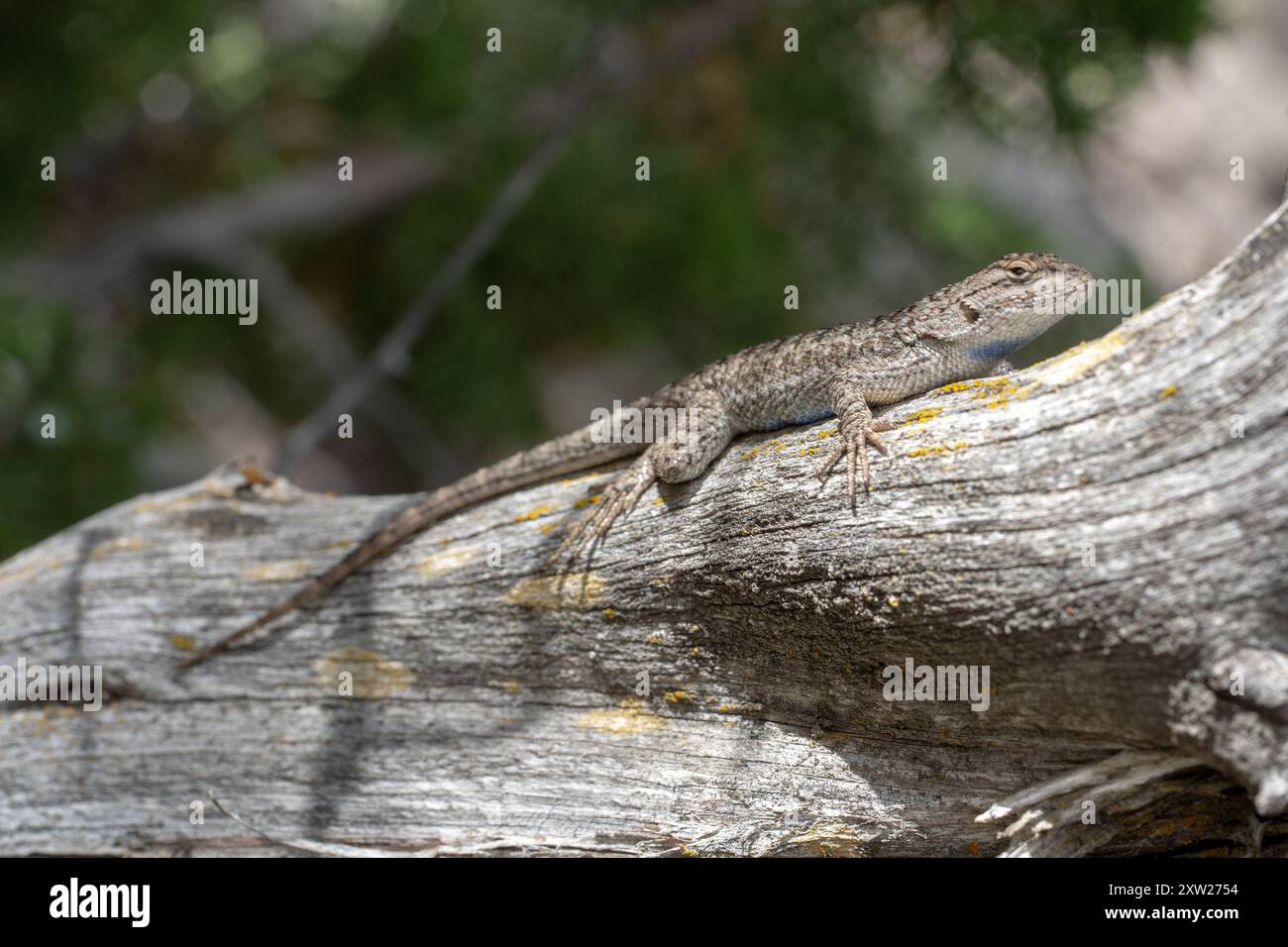 Western Fence Lizard (sceloporus Occidentalis) Reptilia Stock Photo - Alamy