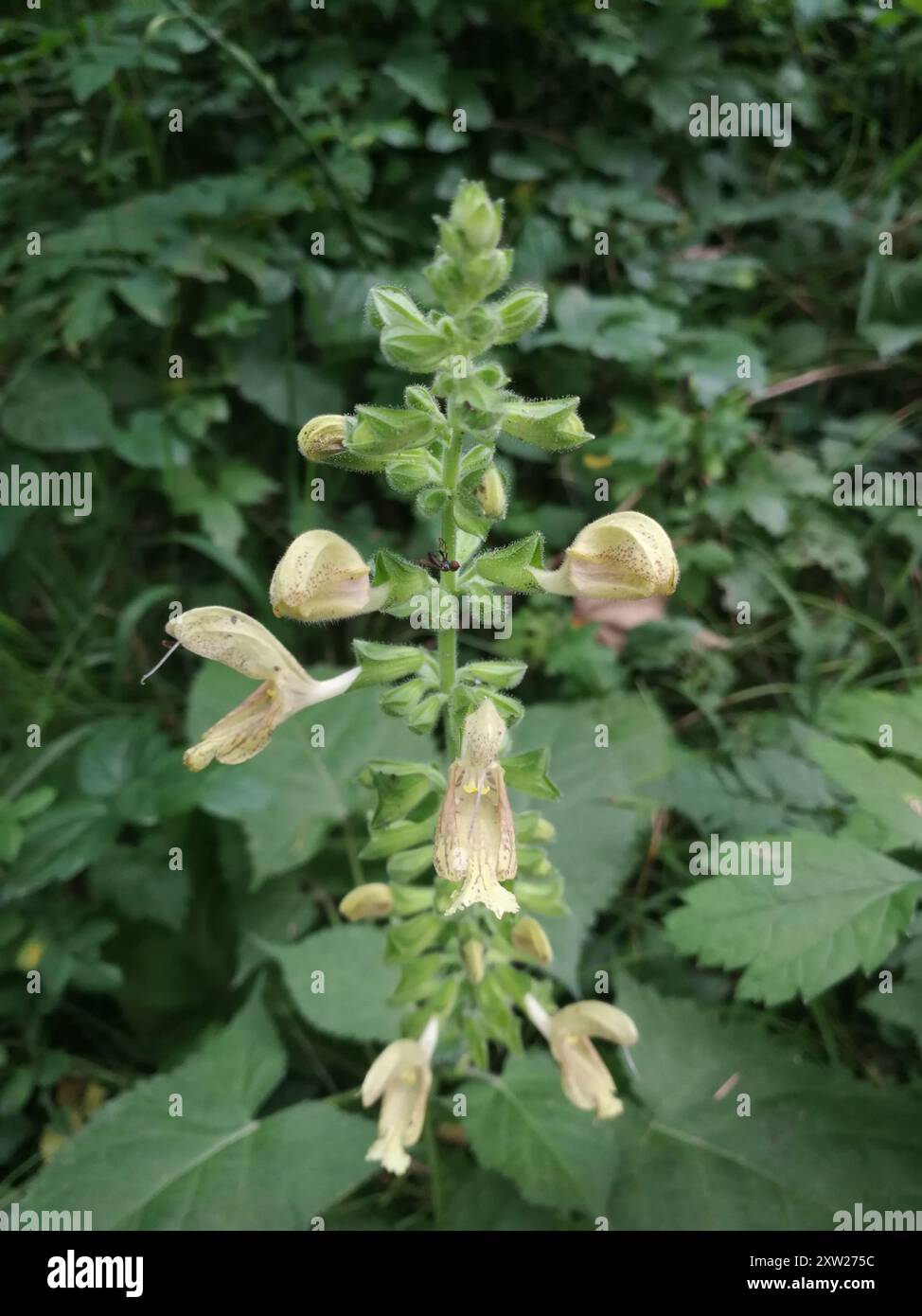 Sticky Sage (Salvia glutinosa) Plantae Stock Photo - Alamy