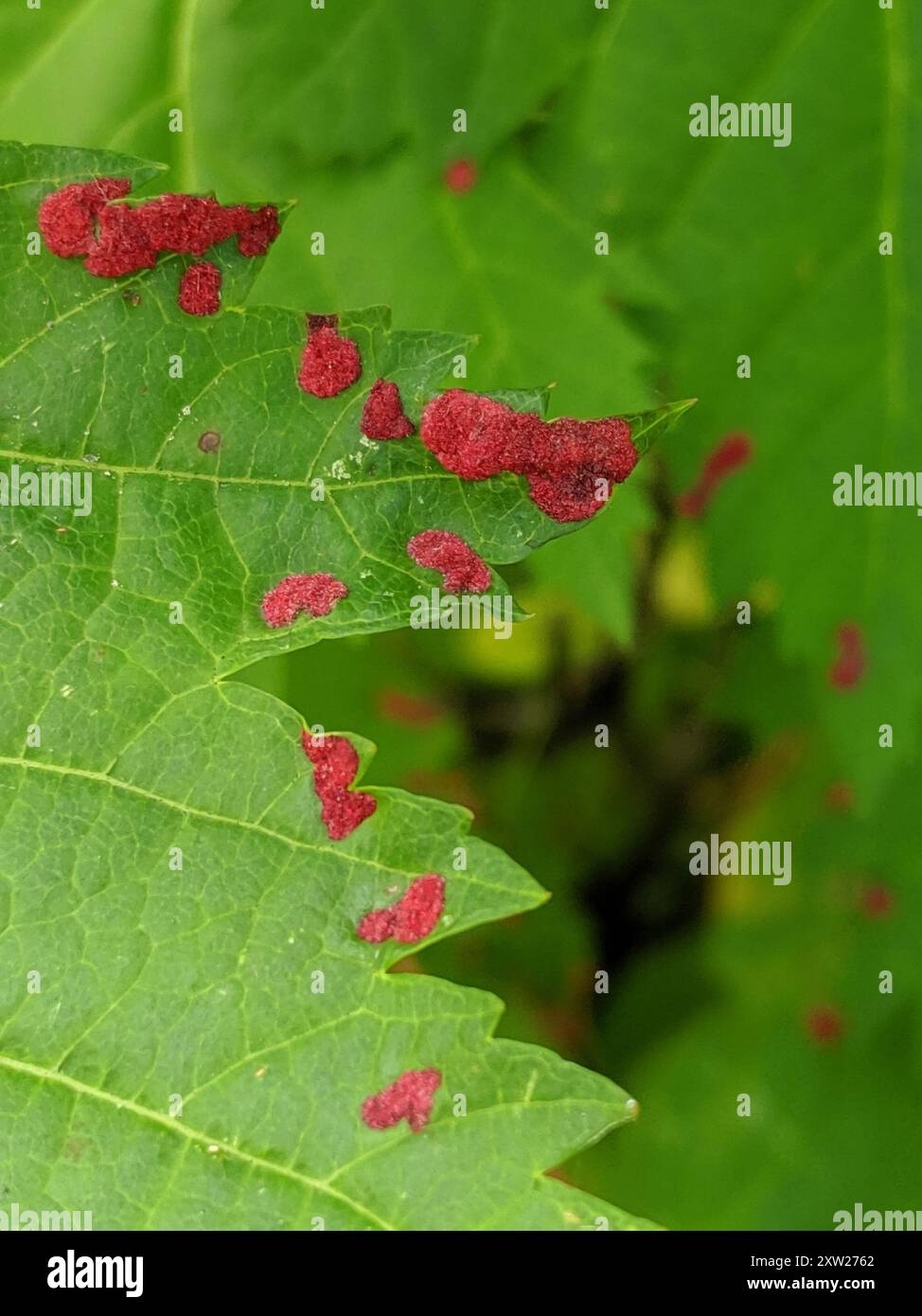 Rocky Mountain Maple Felt Mite (Aceria calaceris) Arachnida Stock Photo ...