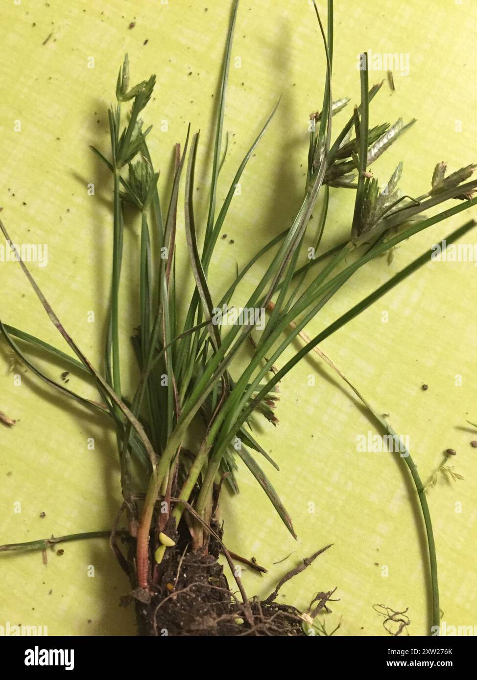 Poorland Flatsedge (Cyperus compressus) Plantae Stock Photo - Alamy