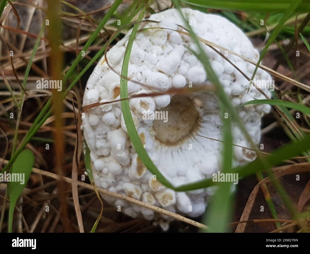 Hypocreaceae hi-res stock photography and images - Alamy