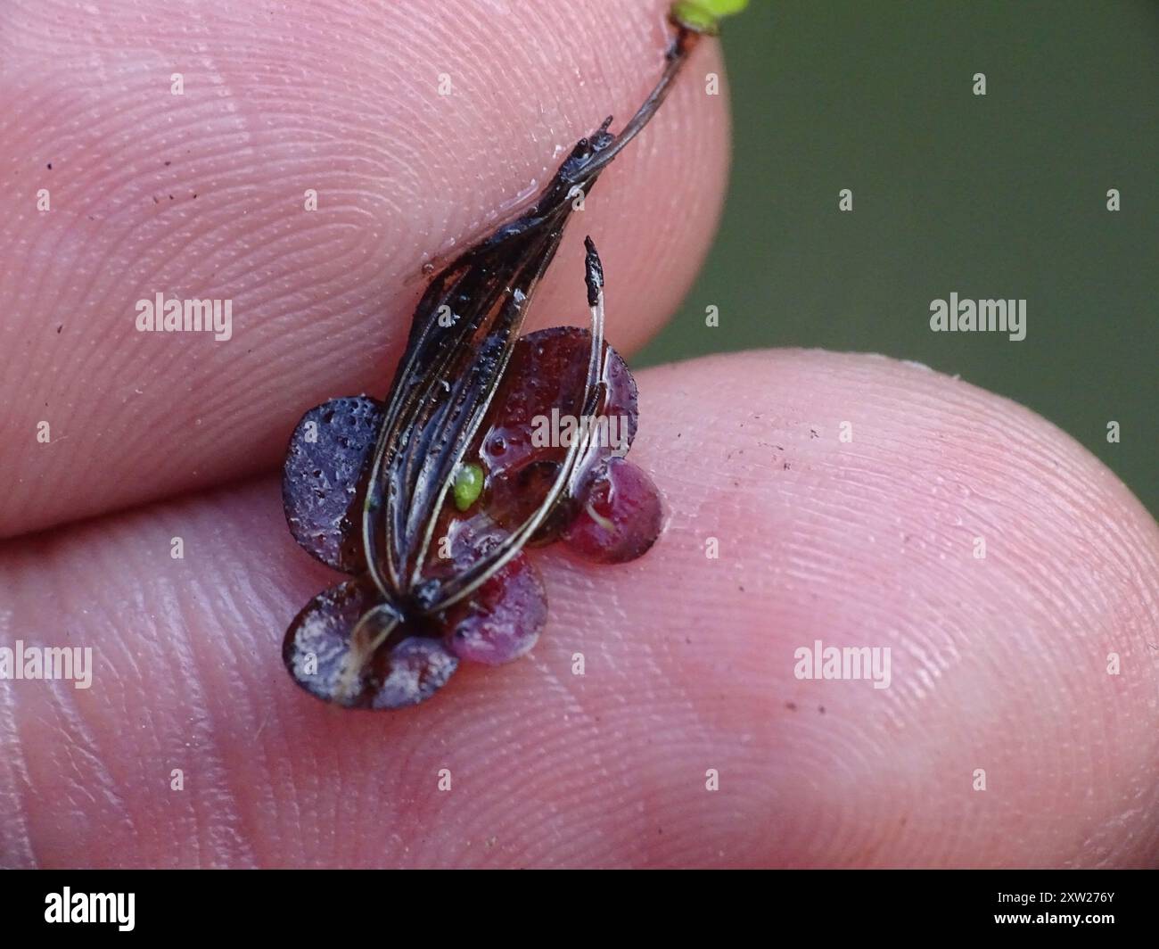 greater duckweed (Spirodela polyrhiza) Plantae Stock Photo - Alamy