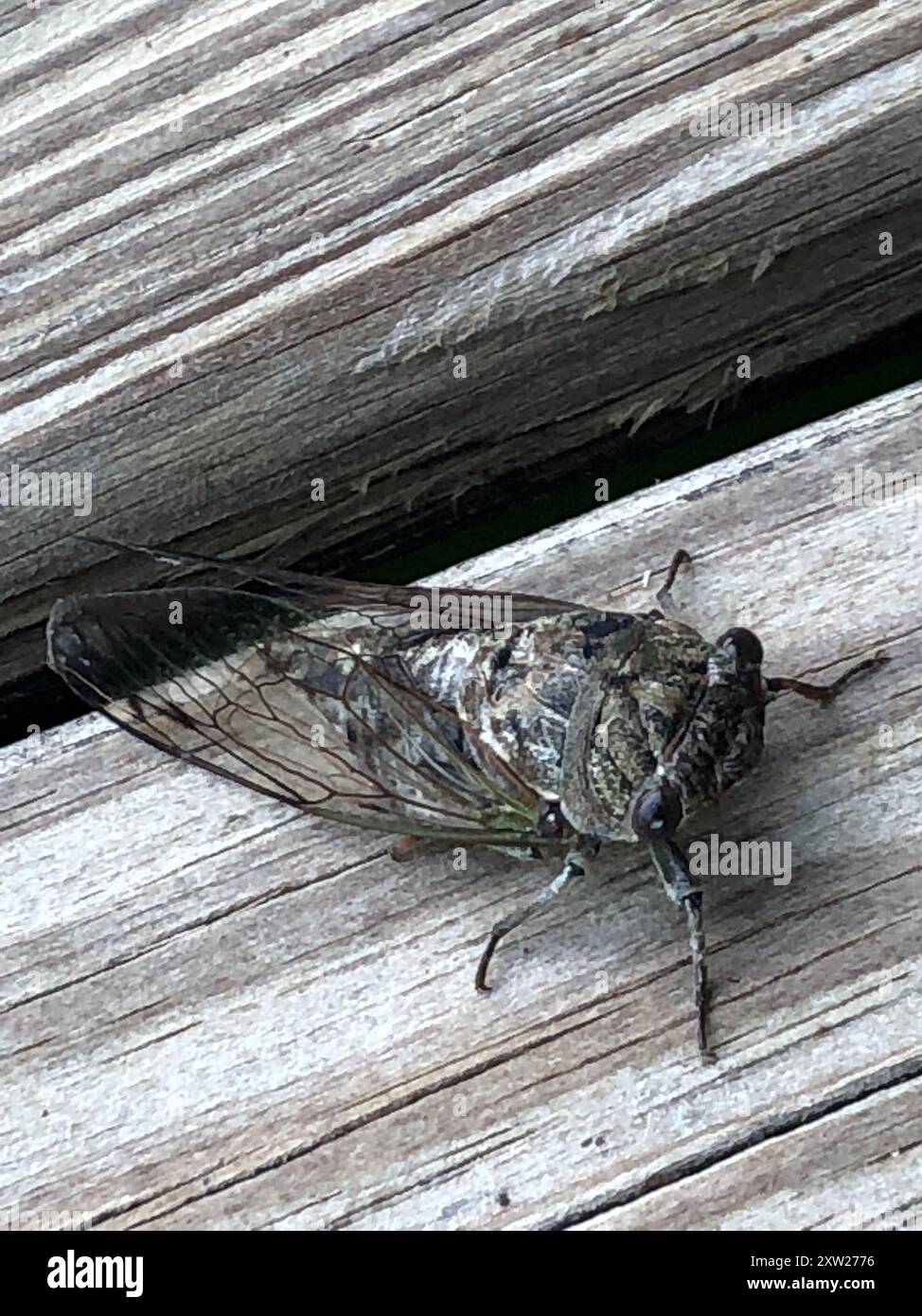Northern Dog-day Cicada (Neotibicen canicularis) Insecta Stock Photo ...