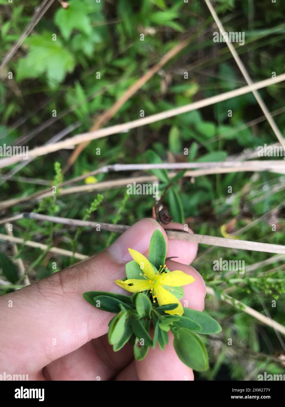 St. Andrew's cross (Hypericum hypericoides) Plantae Stock Photo - Alamy