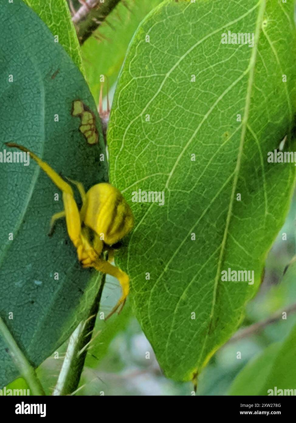 White-banded Crab Spider (Misumenoides formosipes) Arachnida Stock ...