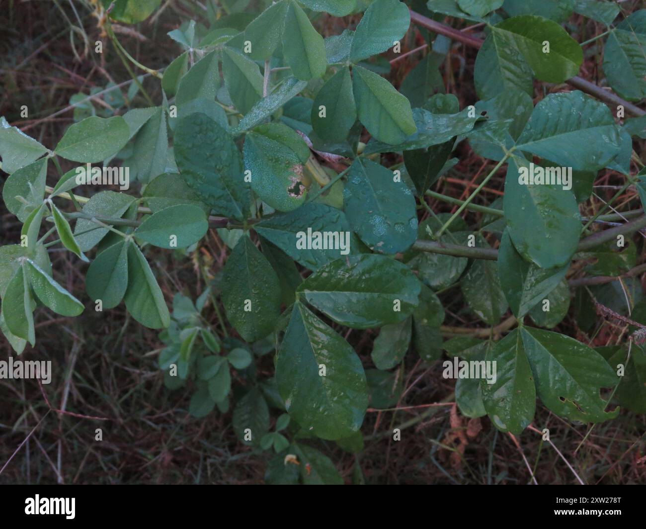 Rattlepods (Crotalaria) Plantae Stock Photo - Alamy
