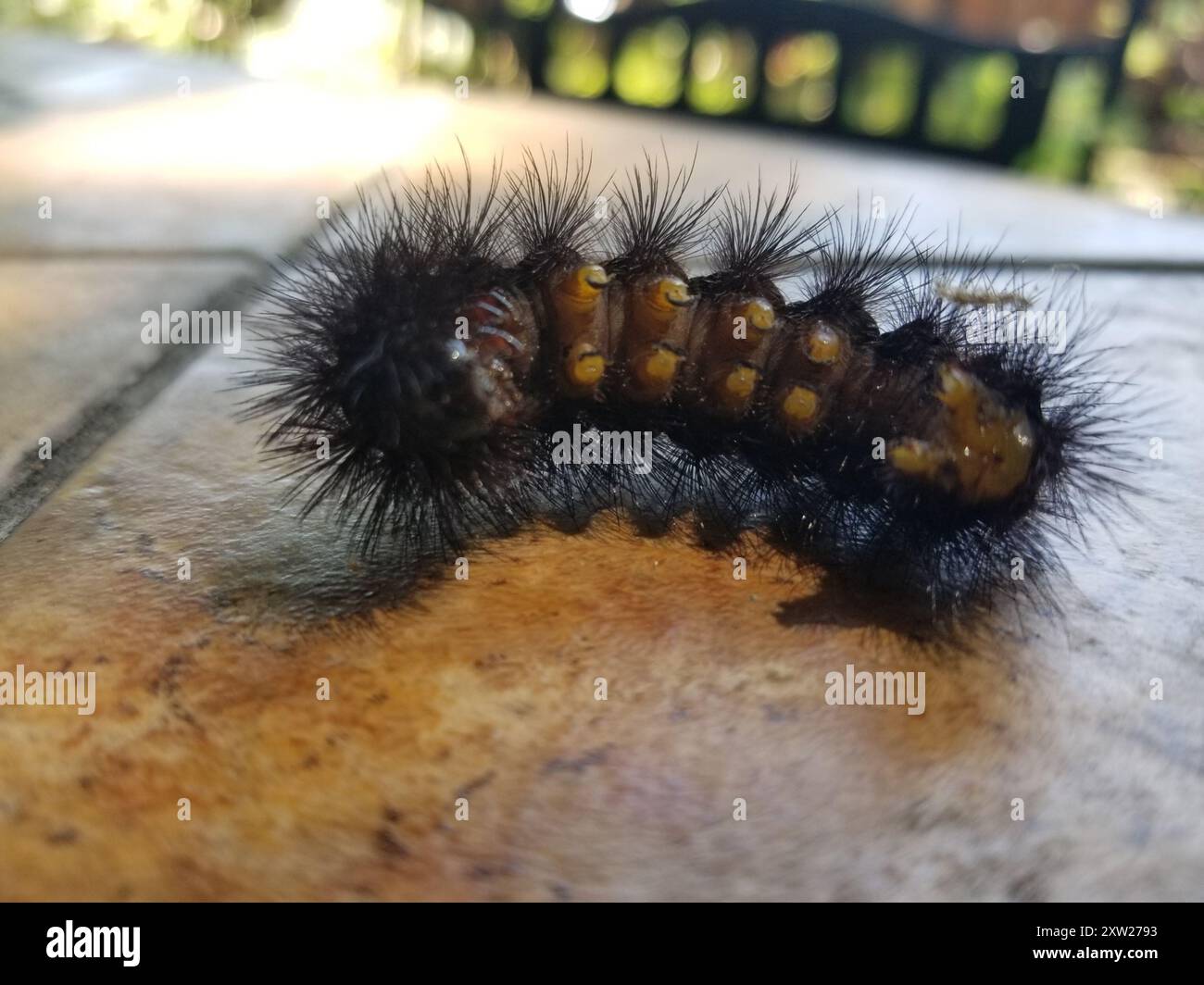 Giant Leopard Moth (Hypercompe scribonia) Insecta Stock Photo - Alamy