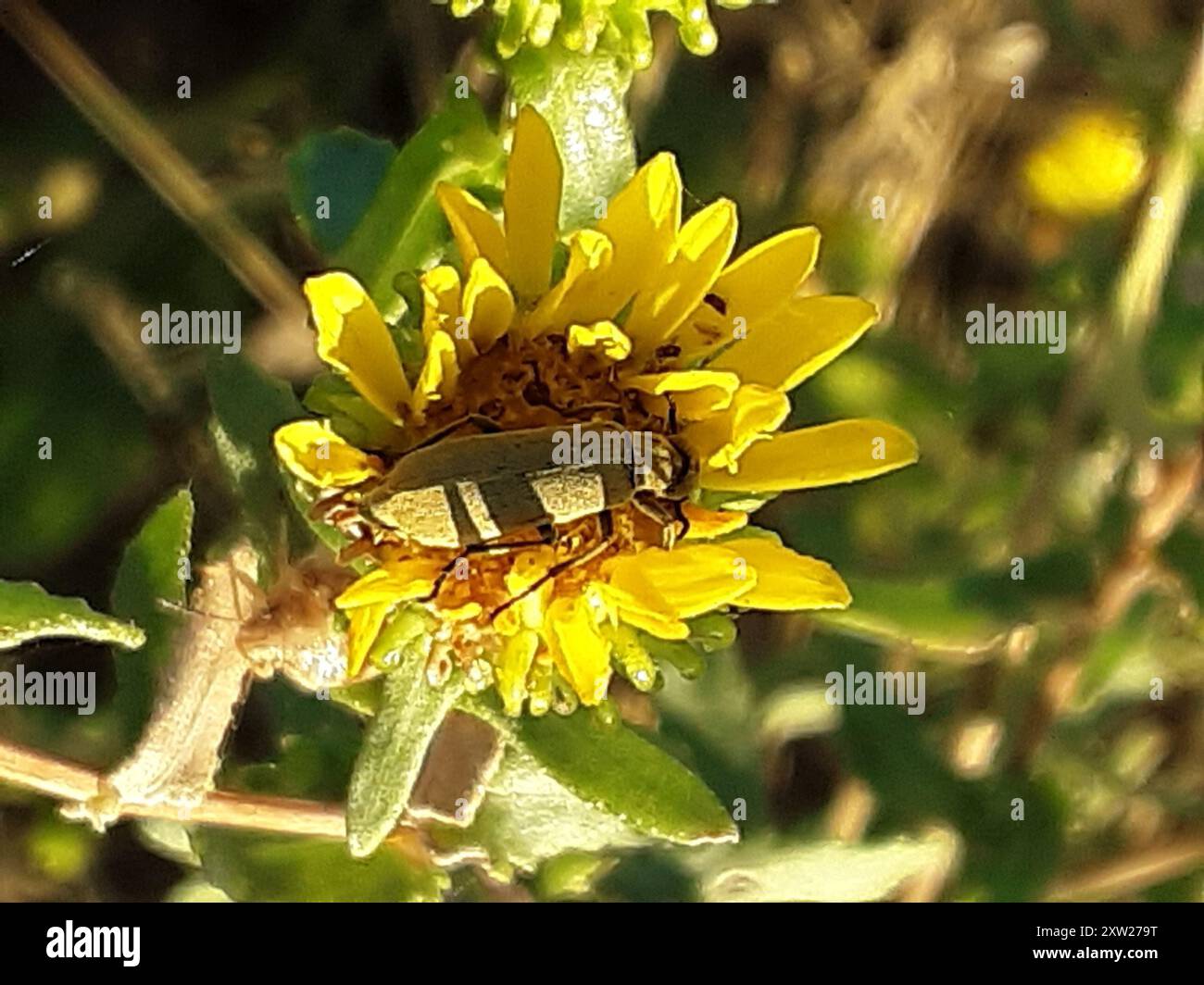Blister Beetles (Meloidae) Insecta Stock Photo - Alamy