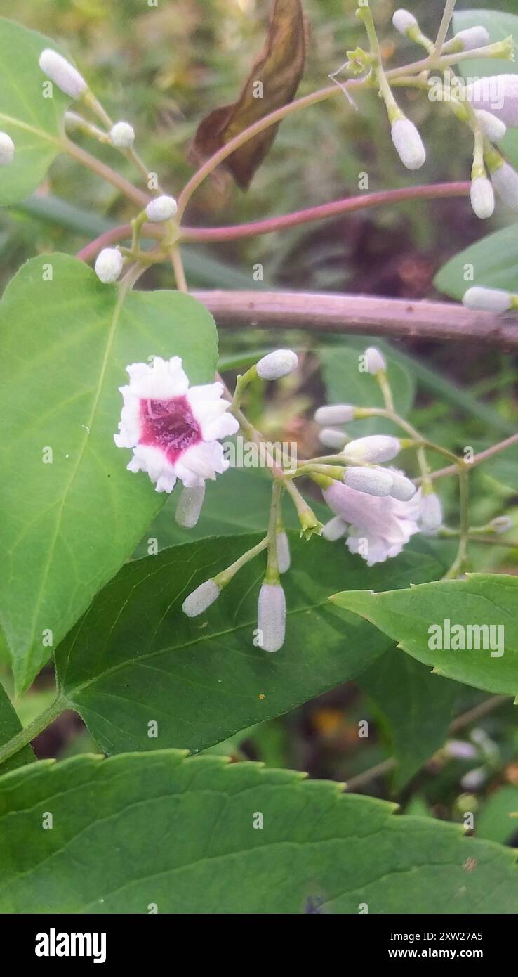 skunk vine (Paederia foetida) Plantae Stock Photo - Alamy