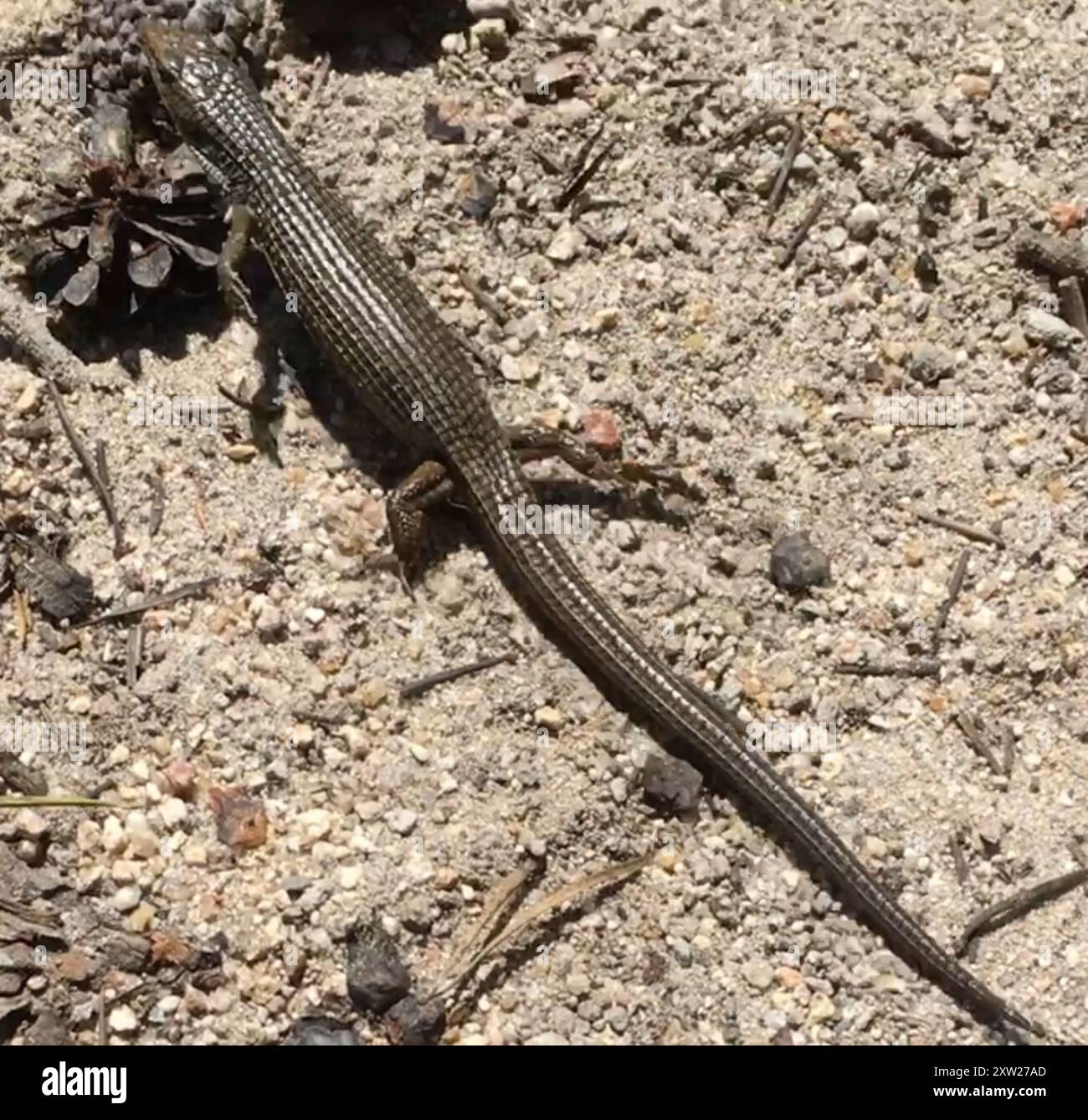 Northern Alligator Lizard (Elgaria coerulea) Reptilia Stock Photo - Alamy