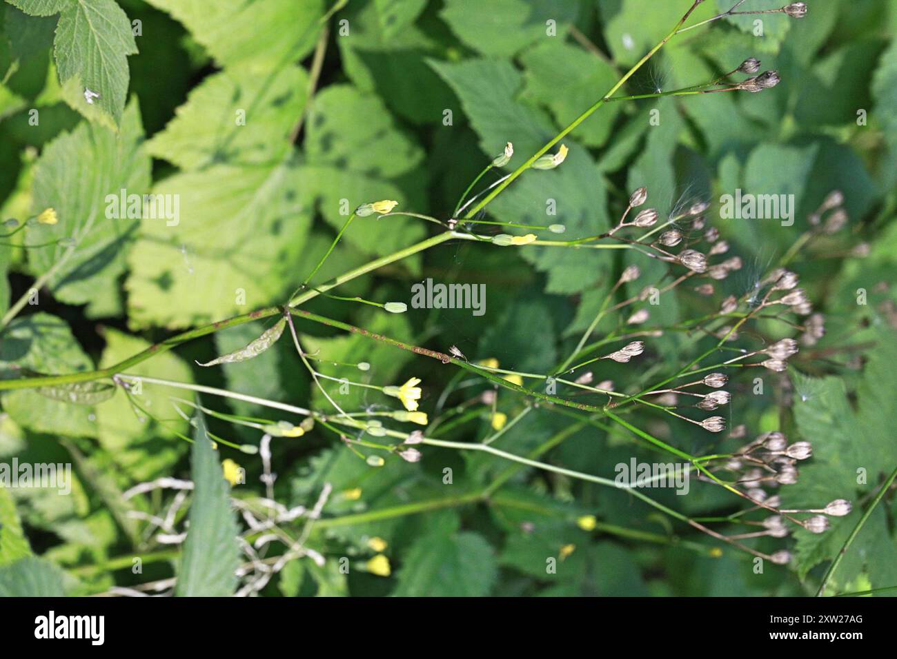 nipplewort (Lapsana communis) Plantae Stock Photo - Alamy