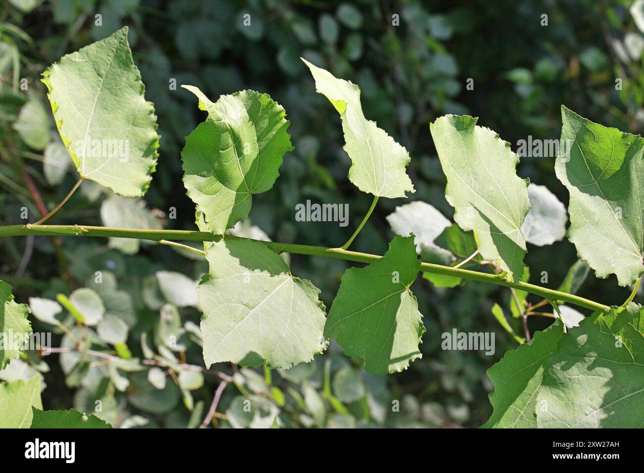 European aspen (Populus tremula) Plantae Stock Photo - Alamy